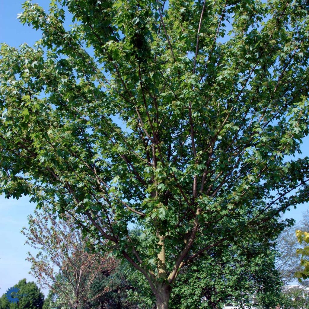 Erica stuartii 'Irish Orange' - Johansens Planteskole ApS