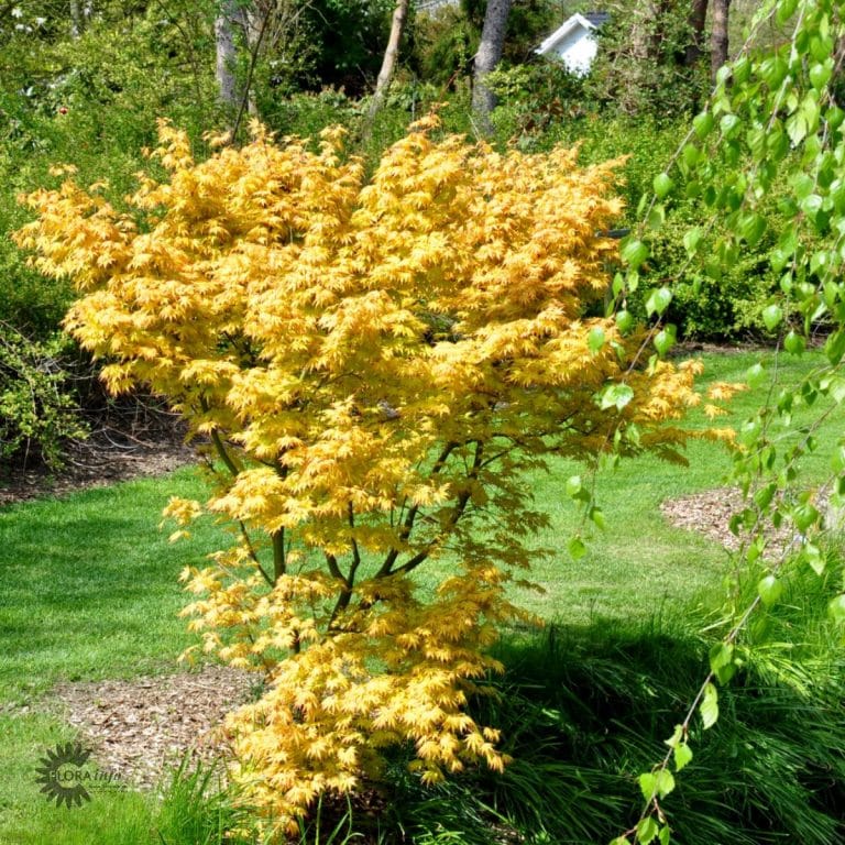 Erica stuartii 'Irish Orange' - Johansens Planteskole ApS