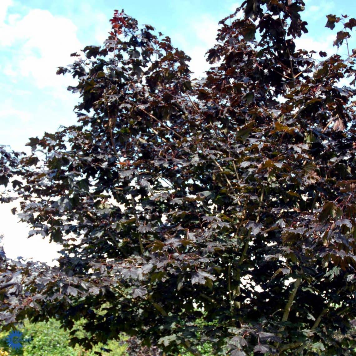 Erica stuartii 'Irish Orange' - Johansens Planteskole ApS
