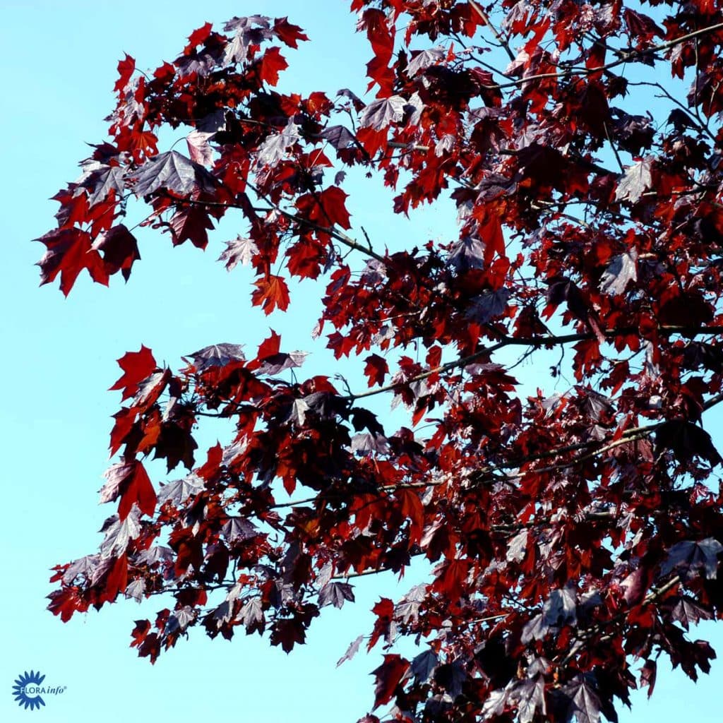 Erica stuartii 'Irish Orange' - Johansens Planteskole ApS
