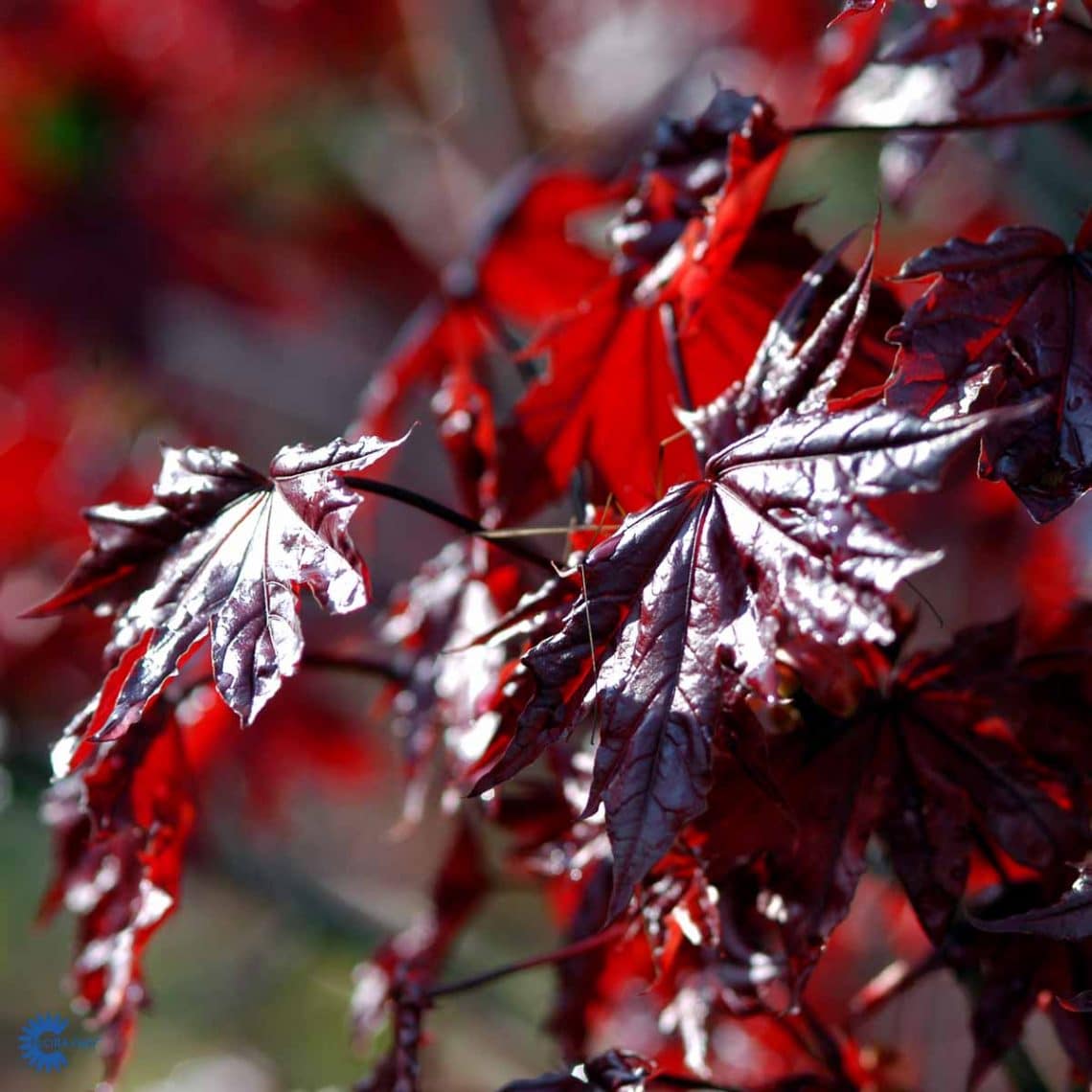 Sorbus vilmorinii - Johansens Planteskole ApS