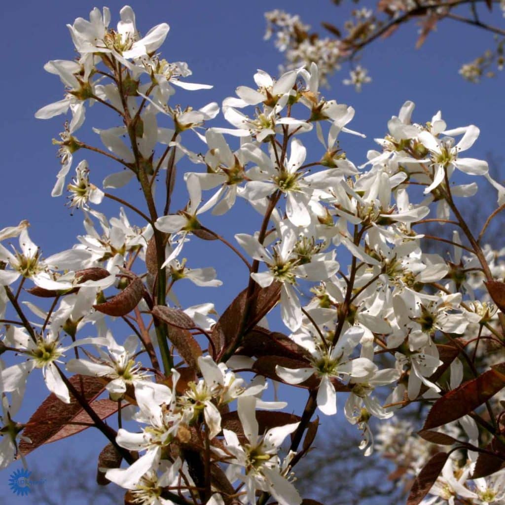 Amelanchier arborea 'Robin Hill' - Johansens Planteskole ApS