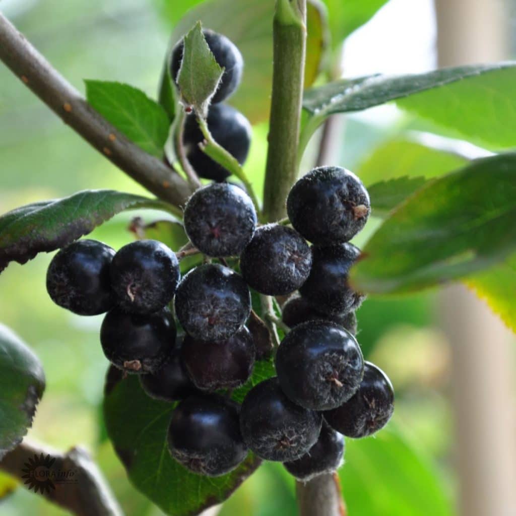 Aronia melanocarpa 'Viking' - Johansens Planteskole ApS