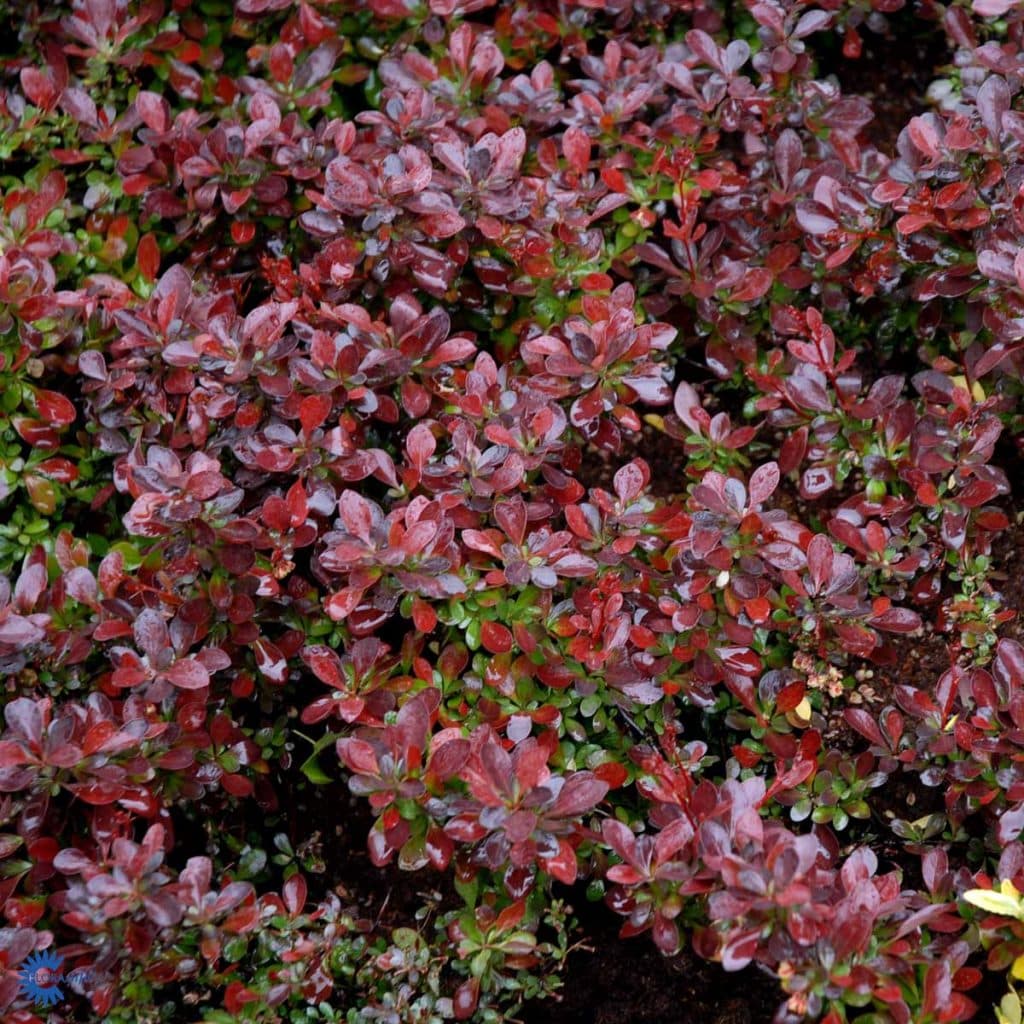 Berberis thunbergii 'Atropurpurea Nana' - Johansens Planteskole ApS