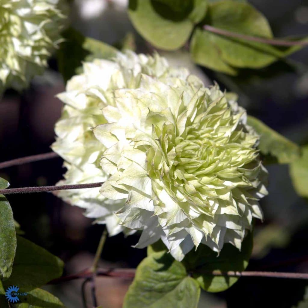 Clematis florida 'Alba Plena' - Johansens Planteskole ApS