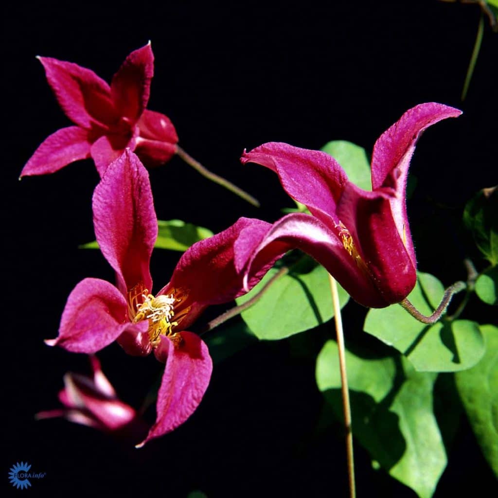 Clematis texensis 'Princess Diana' - Johansens Planteskole ApS