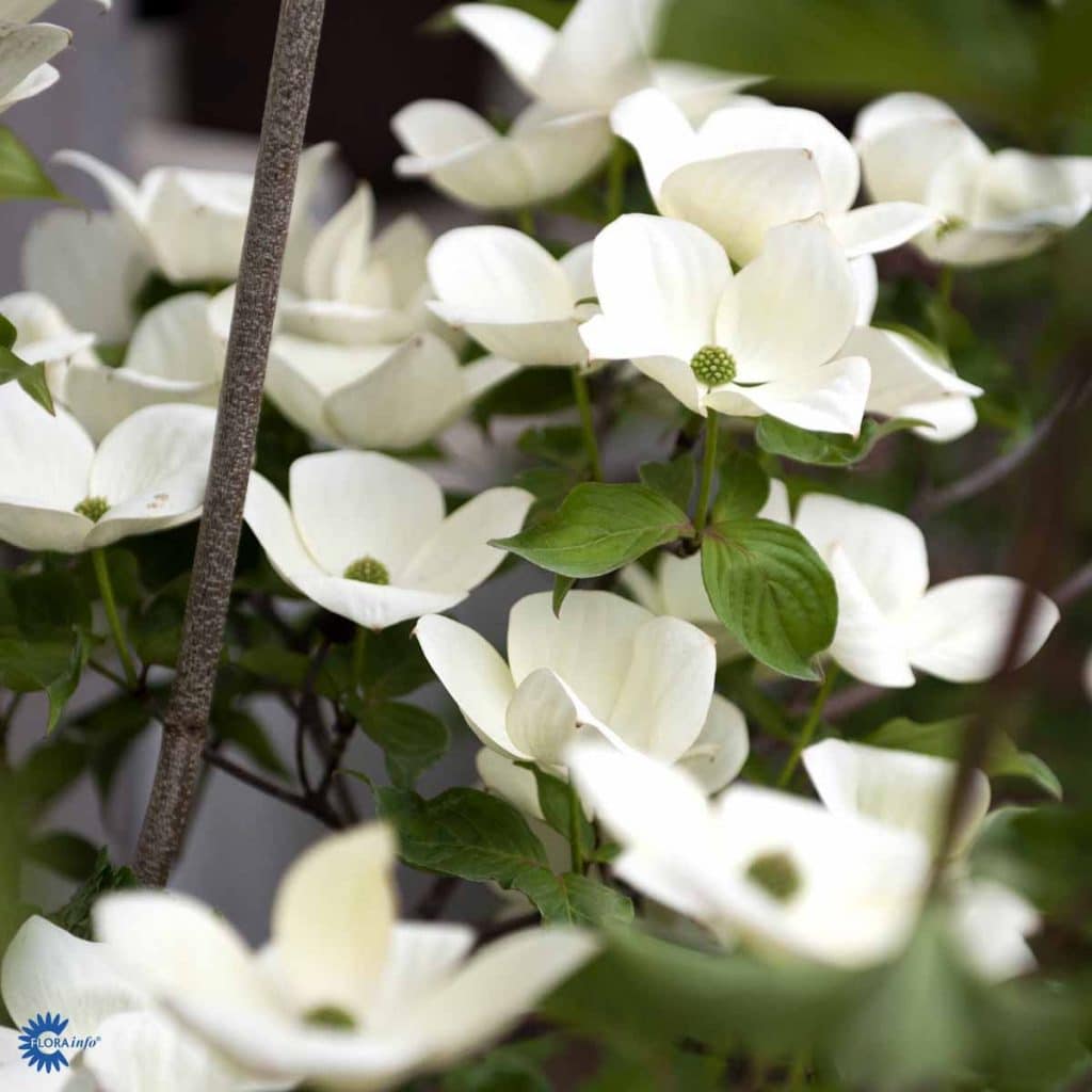 Cornus kousa 'Venus' - Johansens Planteskole ApS