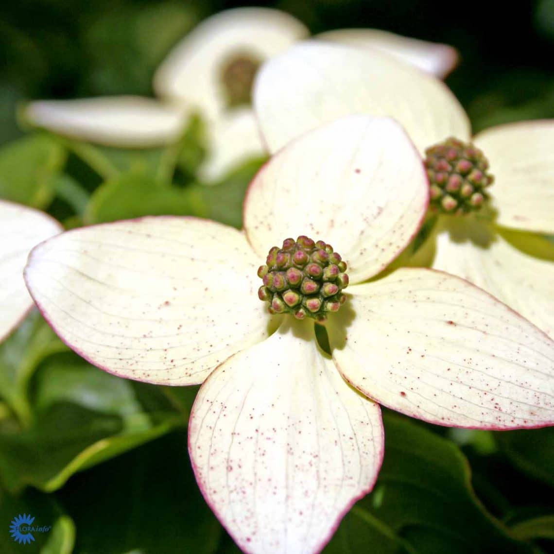 Cornus kousa 'Wietings Select' - Johansens Planteskole ApS