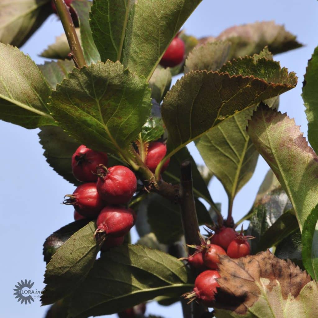 Crataegus prunifolia 'Splendens' - Johansens Planteskole ApS