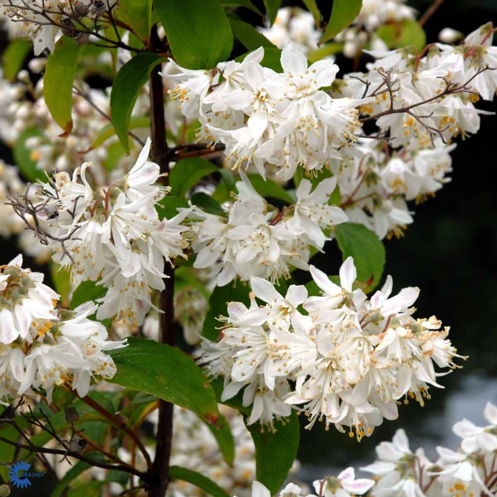 Deutzia scabra 'Plena' - Johansens Planteskole ApS