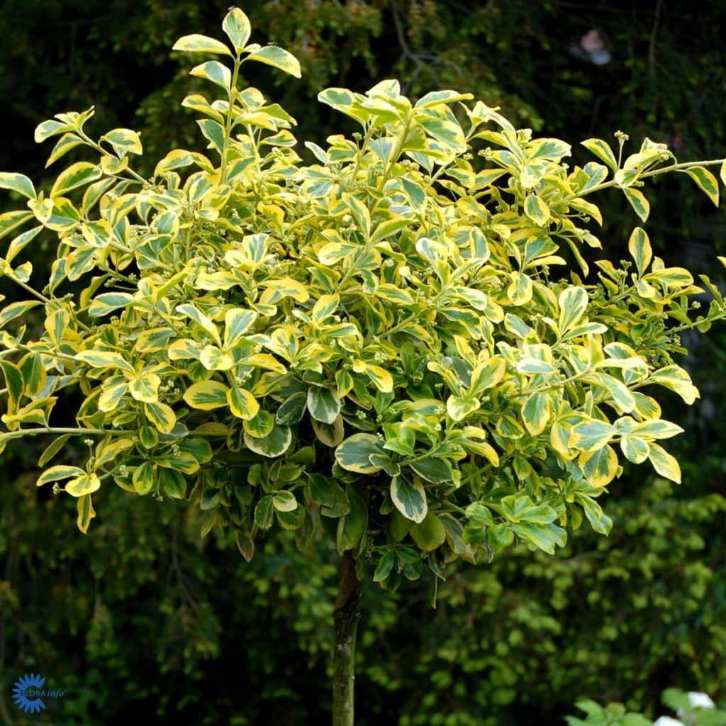 Euonymus fortunei 'Canadale Gold' - Johansens Planteskole ApS