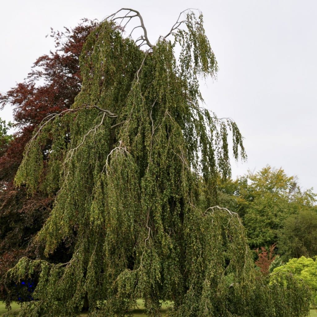 Fagus sylvatica 'Pendula' - Johansens Planteskole ApS