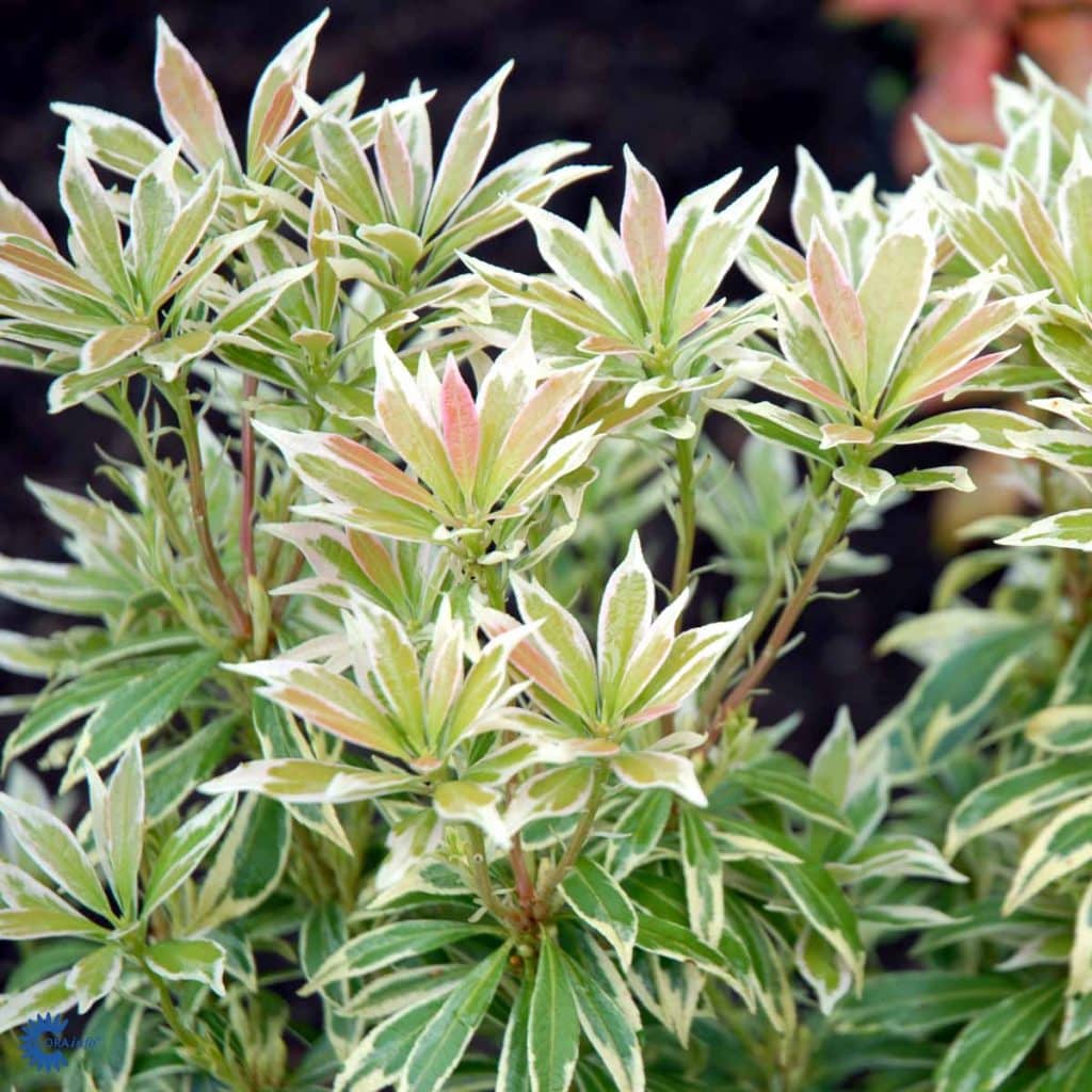 Pieris japonica 'Variegata' - Johansens Planteskole ApS