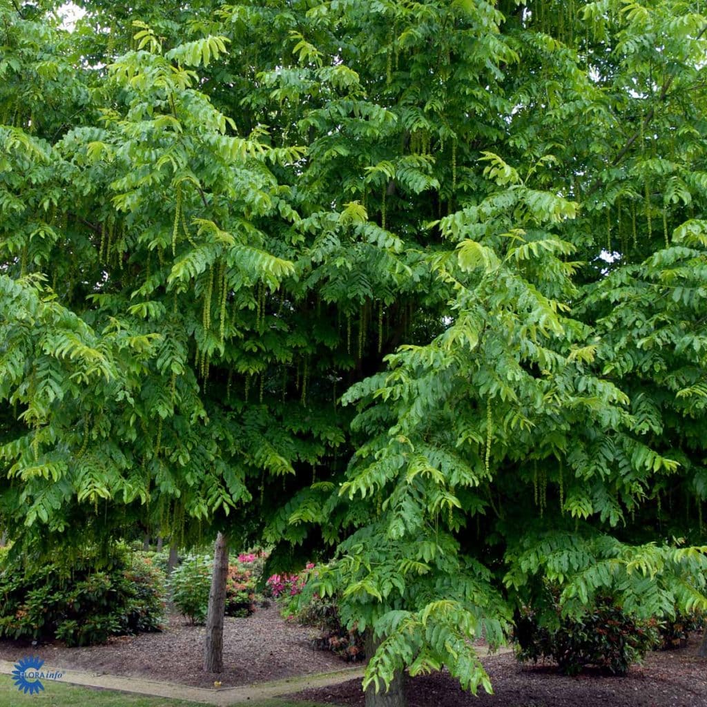 Pterocarya Fraxinifolia Johansens Planteskole ApS