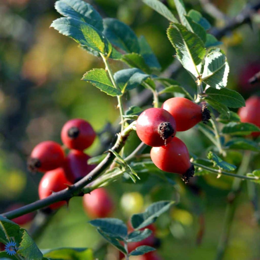 Rosa canina - Johansens Planteskole ApS