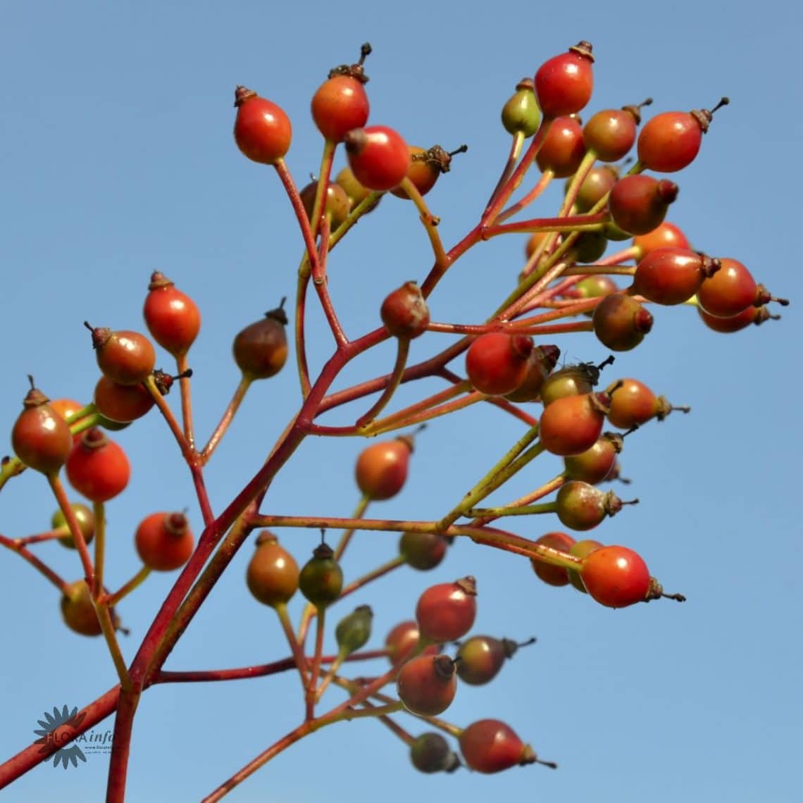 Rosa 'Alexandra Renaissance' - Johansens Planteskole ApS