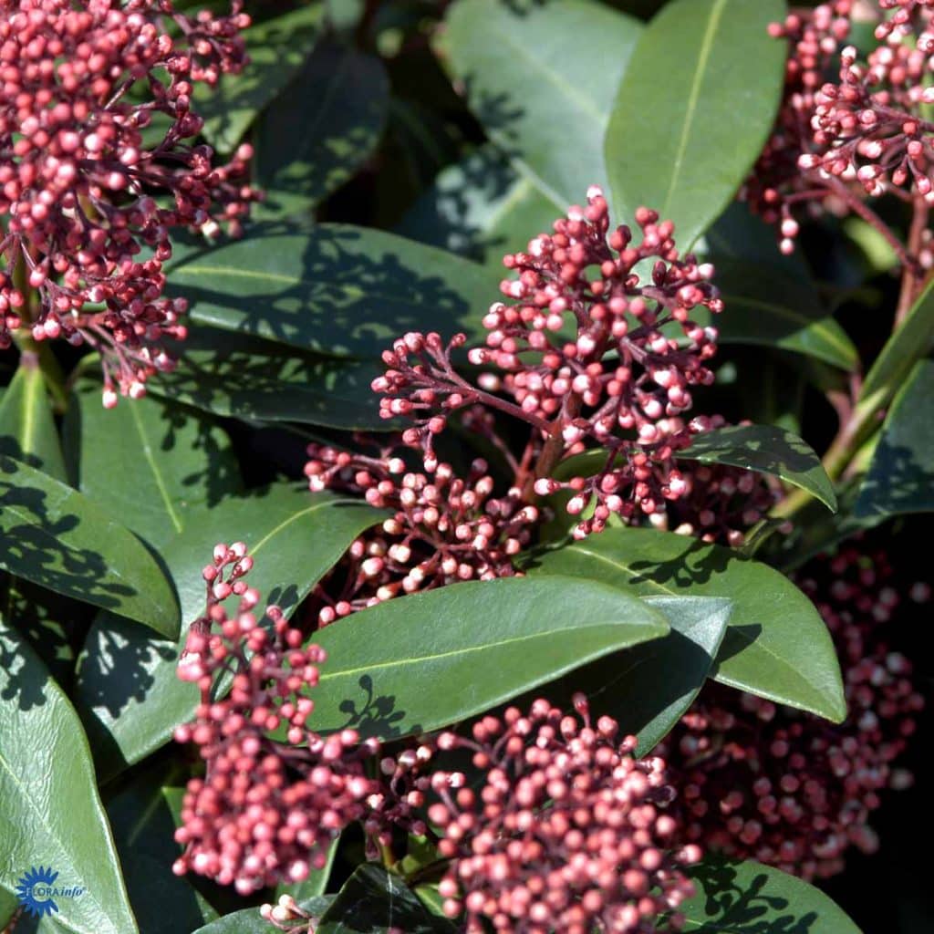 Skimmia japonica 'Rubella' - Johansens Planteskole ApS