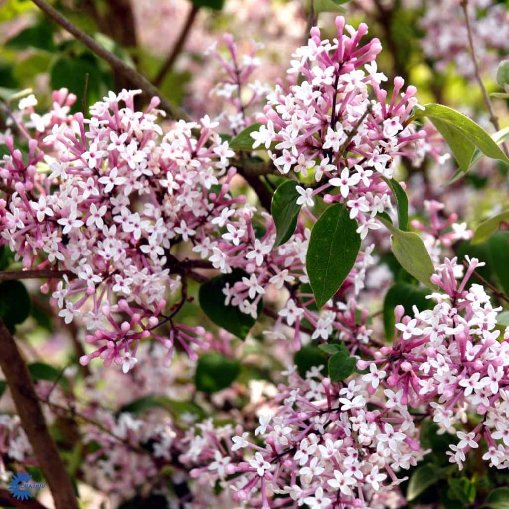 Syringa microphylla 'Superba' - Johansens Planteskole ApS