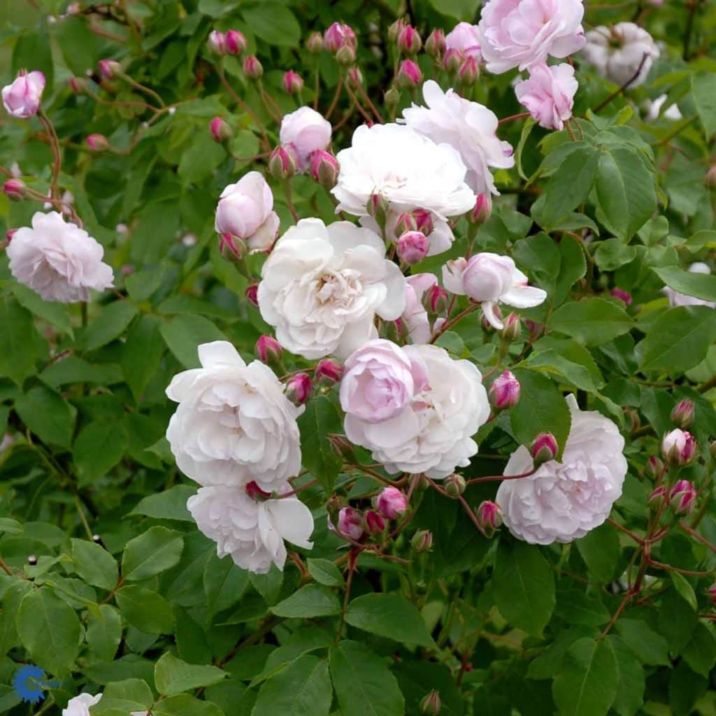 Rosa 'Blush Noisettes' - Johansens Planteskole ApS