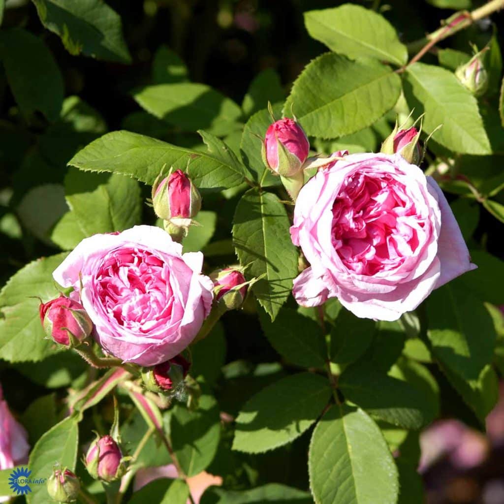 Historiske roser Arkiv - Johansens Planteskole ApS