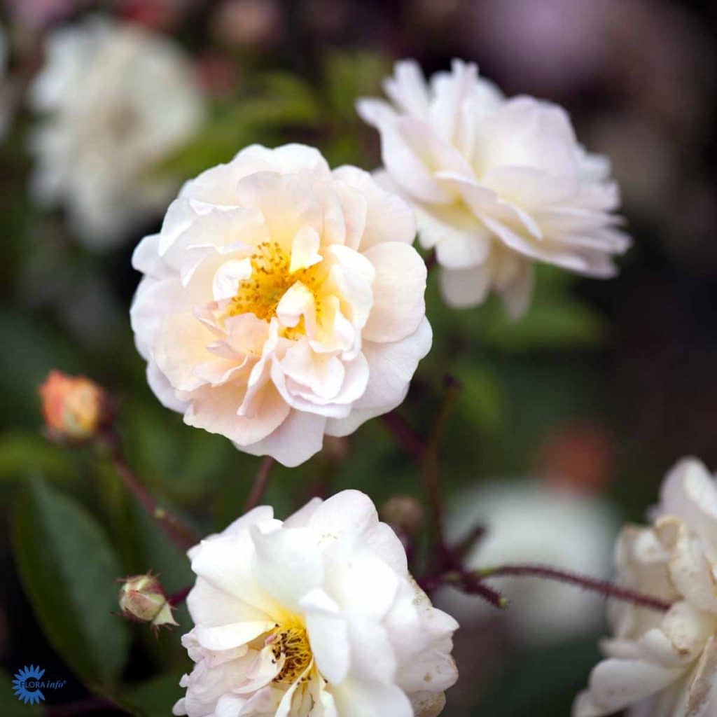 Historiske roser Arkiv - Johansens Planteskole ApS