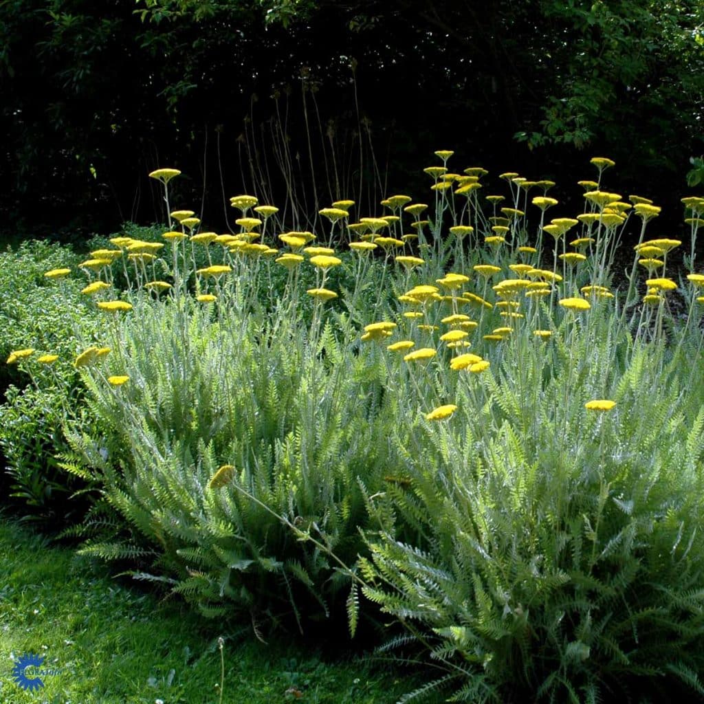 Achillea fili. 'Coronation Gold' - Johansens Planteskole ApS