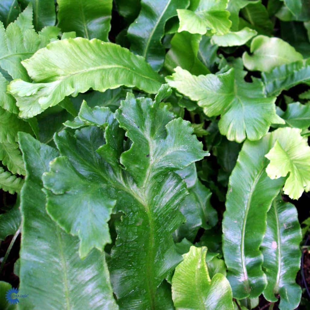 Asplenium scolopendrium 'Cristata' - Johansens Planteskole ApS