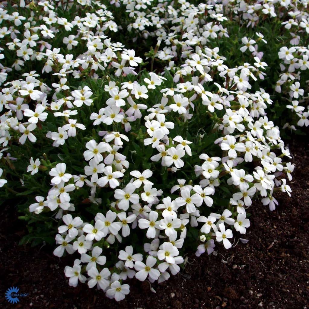 Aubrieta hybr. 'Alba' - Johansens Planteskole ApS