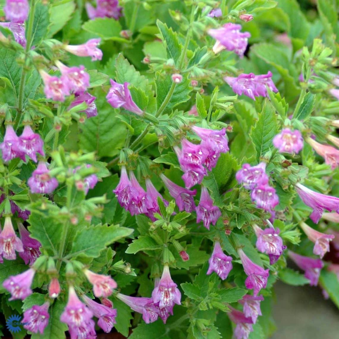 Calamintha grandiflora 'Variegata' - Johansens Planteskole ApS
