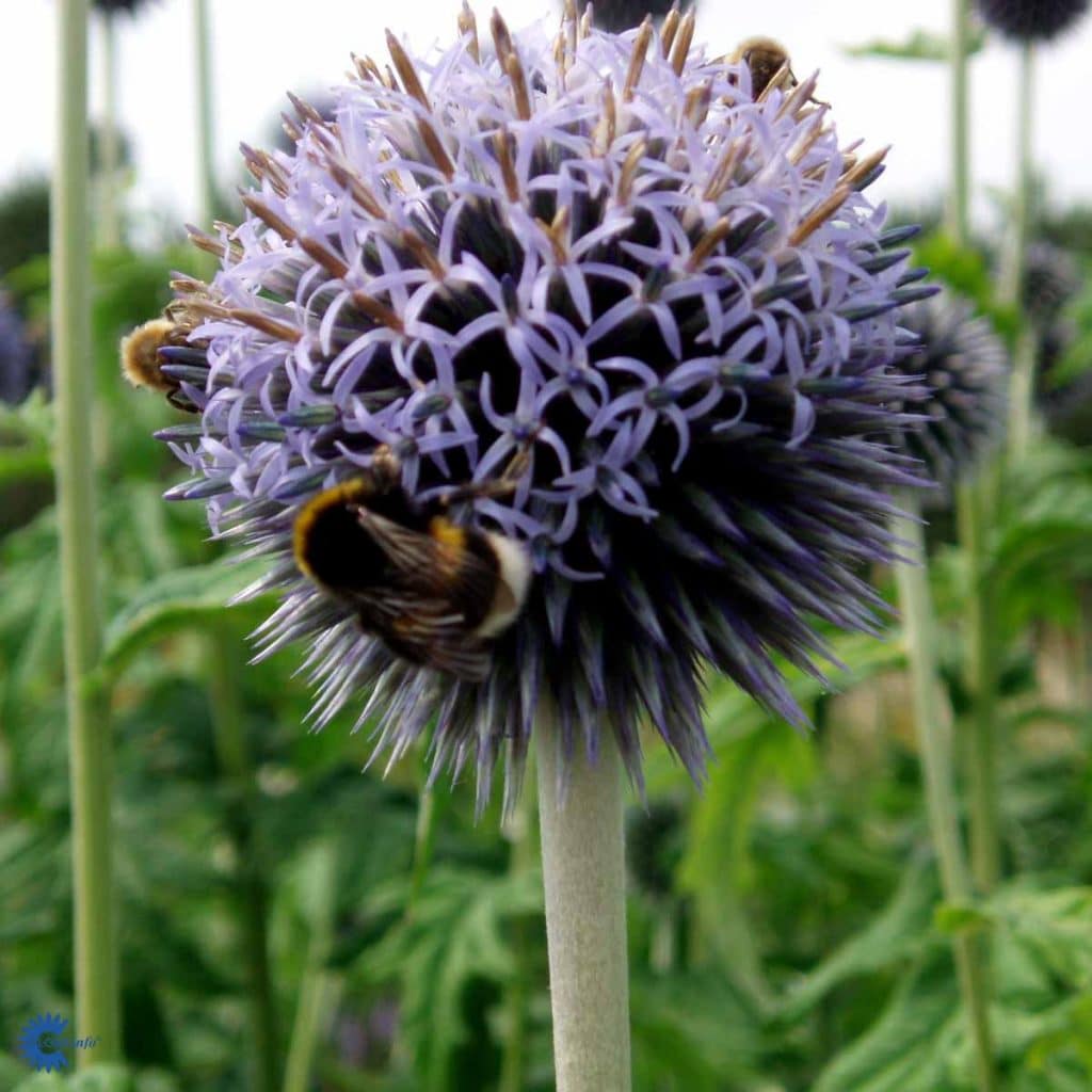Echinops bannaticus 'Taplow Blue' - Johansens Planteskole ApS