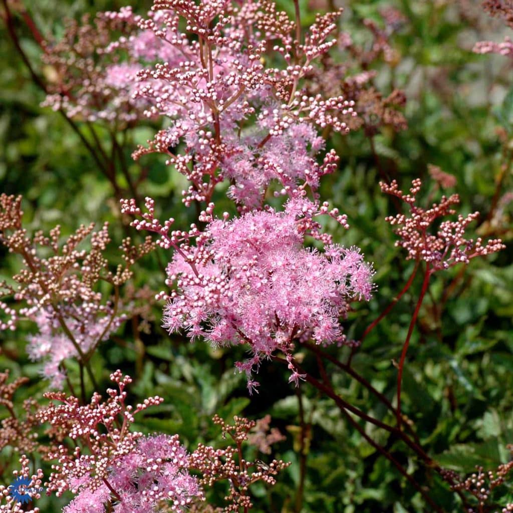 Filipendula palmata 'Nana' - Johansens Planteskole ApS