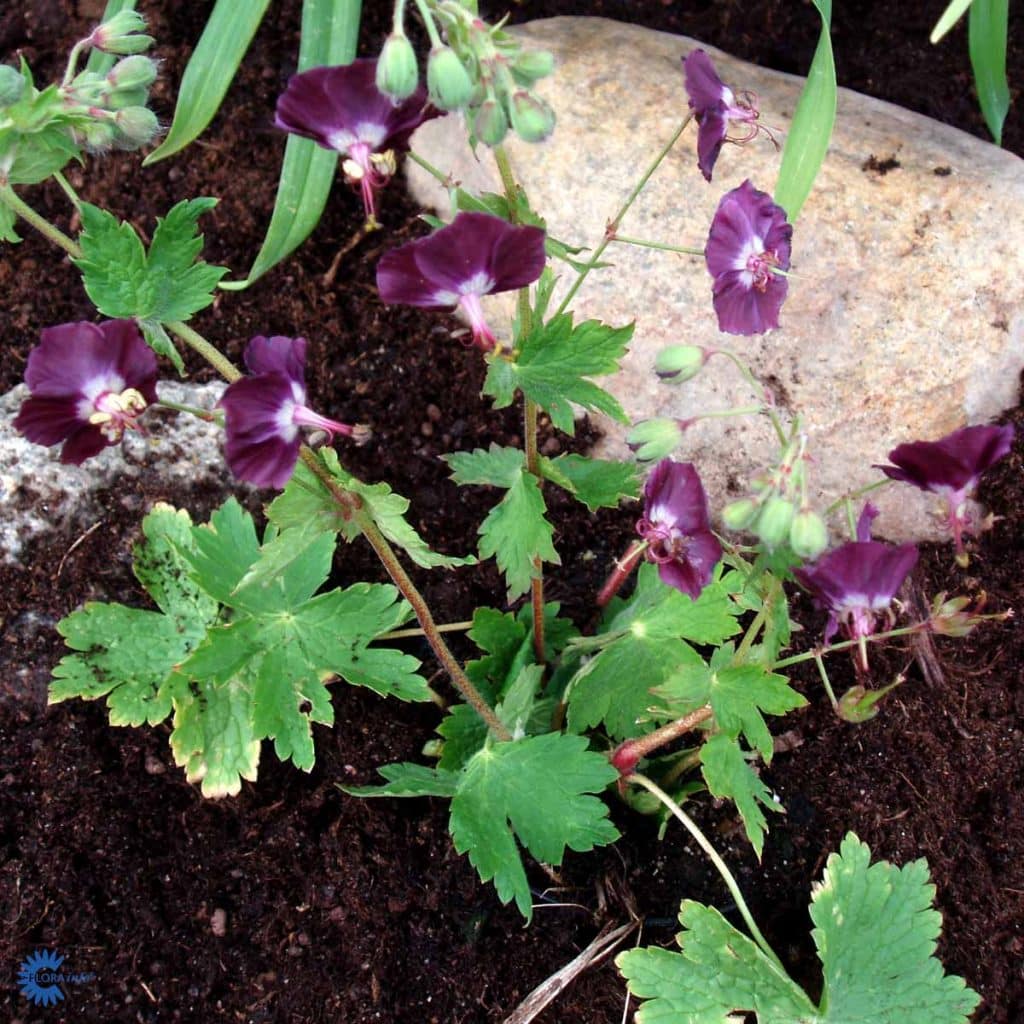 Geranium phaeum 'Golden Spring' - Johansens Planteskole ApS
