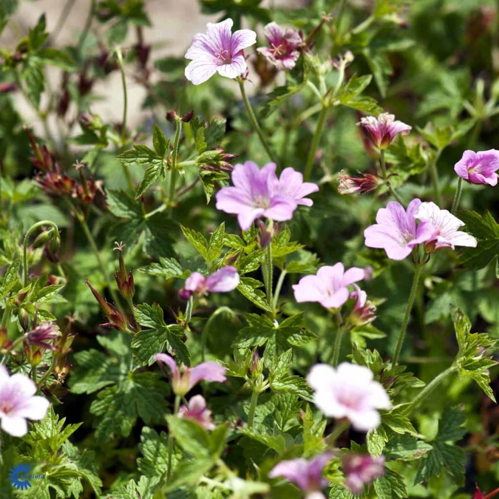 Geranium oxonianum 'Rose Clair - Johansens Planteskole ApS