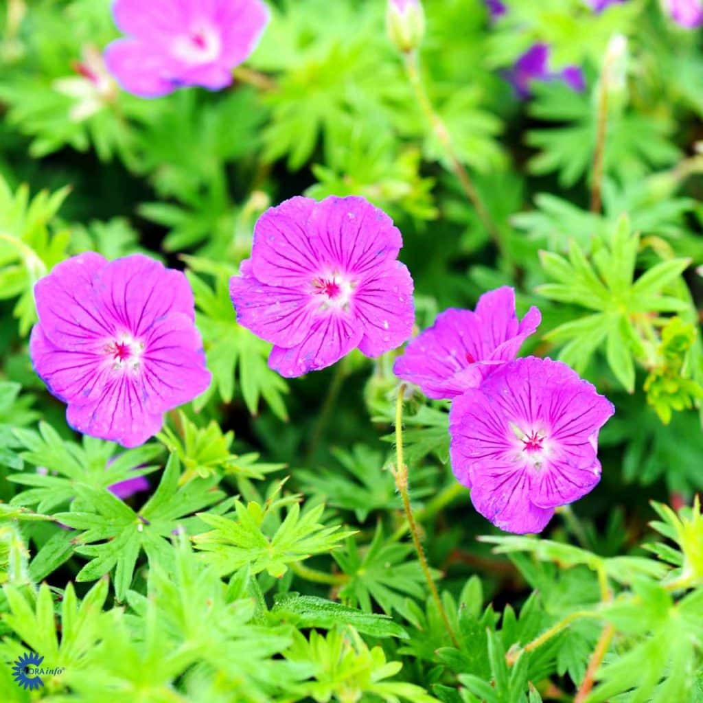 Geranium hybrid 'Tiny Monster' - Johansens Planteskole ApS
