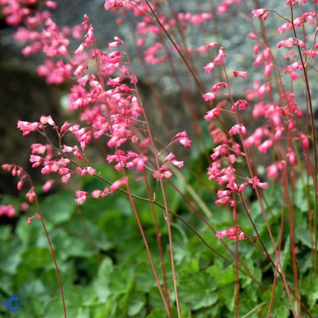 Heuchera sanguinea 'Coral bells' - Johansens Planteskole ApS