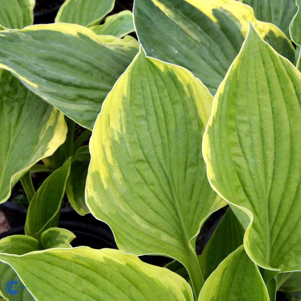 Hosta fortunei 'Aureomarginata - Johansens Planteskole ApS