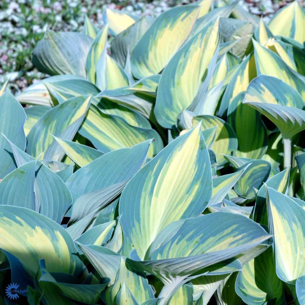Hosta tardiana 'June' - Johansens Planteskole ApS