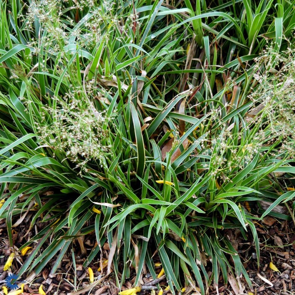 Luzula sylvatica 'Marginata' - Johansens Planteskole ApS