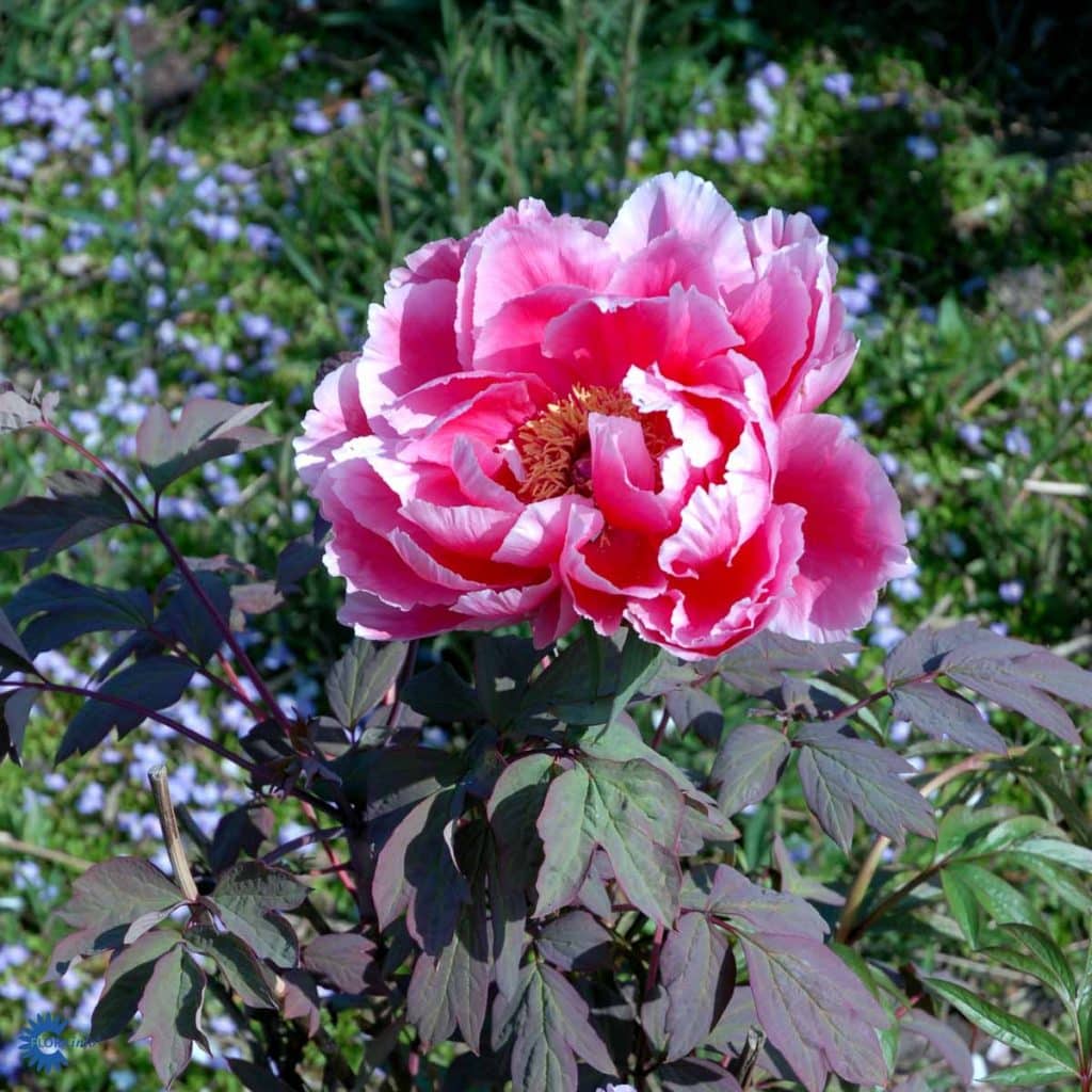 Paeonia suffruticosa 'Rou Fu Rong' - Johansens Planteskole ApS