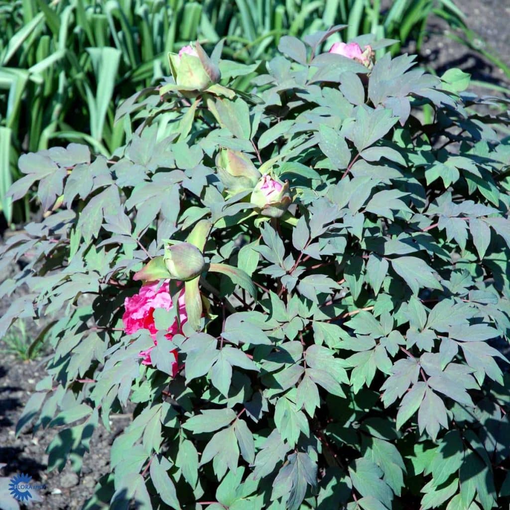 Paeonia suffruticosa 'Rou Fu Rong' - Johansens Planteskole ApS