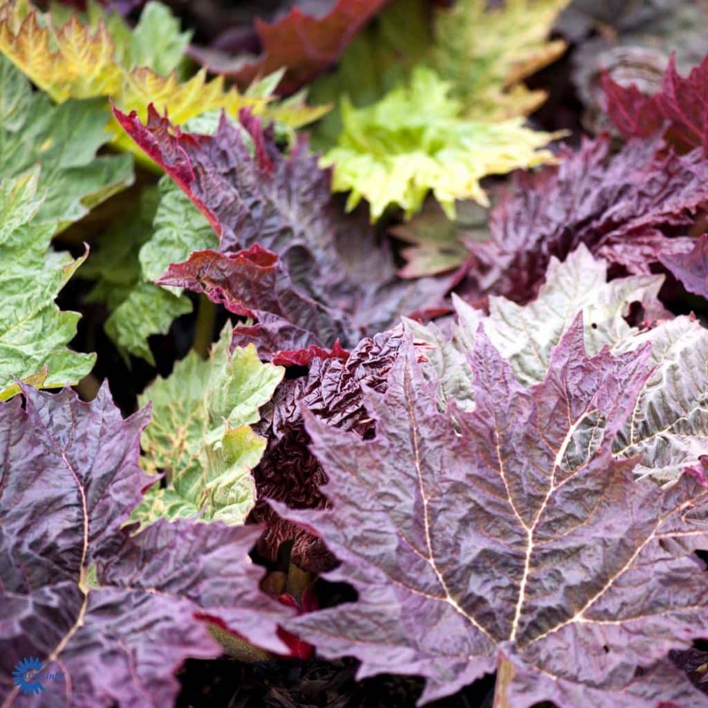 Rheum palmatum var. 'Tanguticum' - Johansens Planteskole ApS