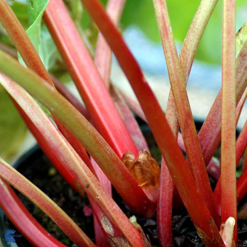 Rheum rhaponticum 'Spangsbjerg' - Johansens Planteskole ApS