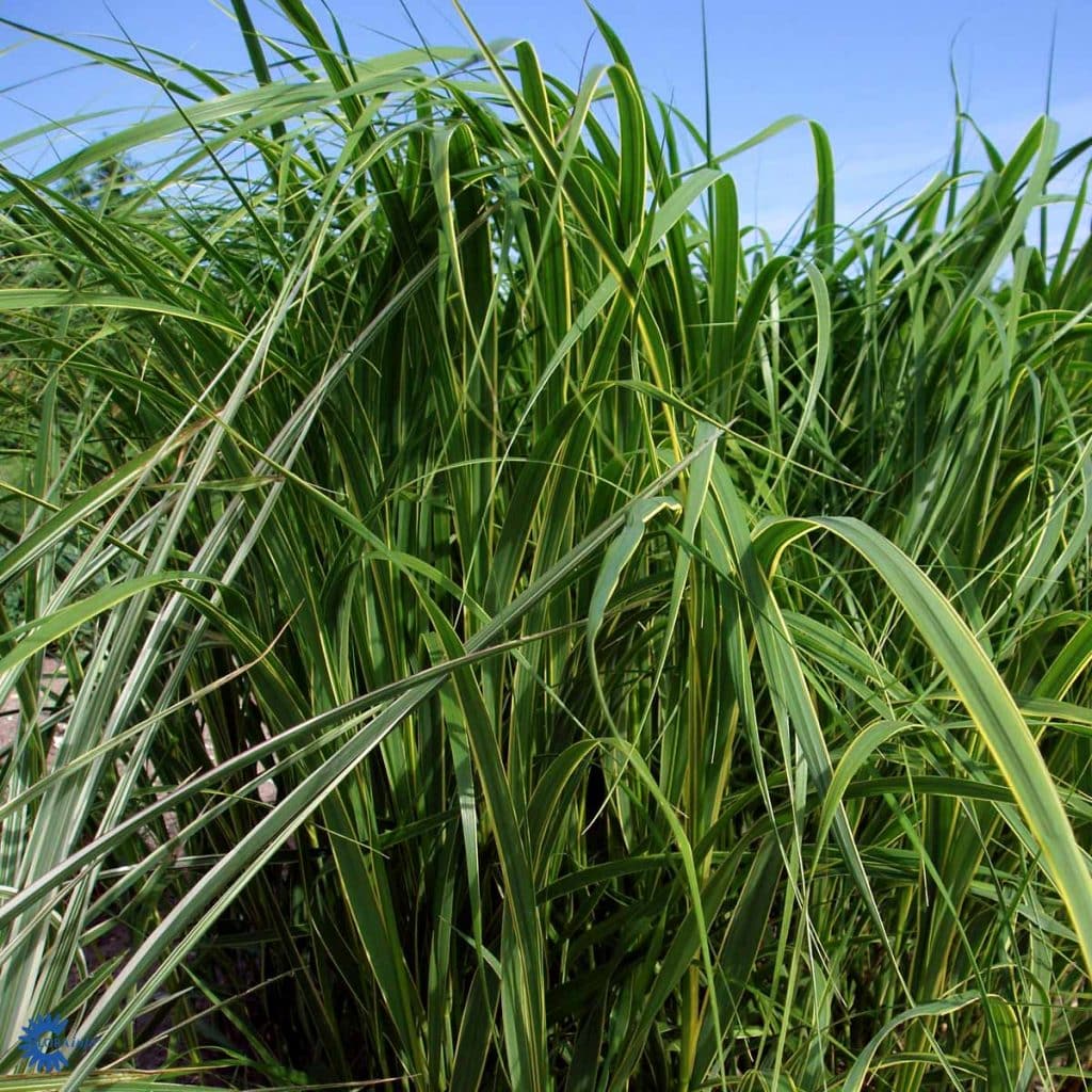 Spartina pectinata 'Aureomarginata' - Johansens Planteskole ApS