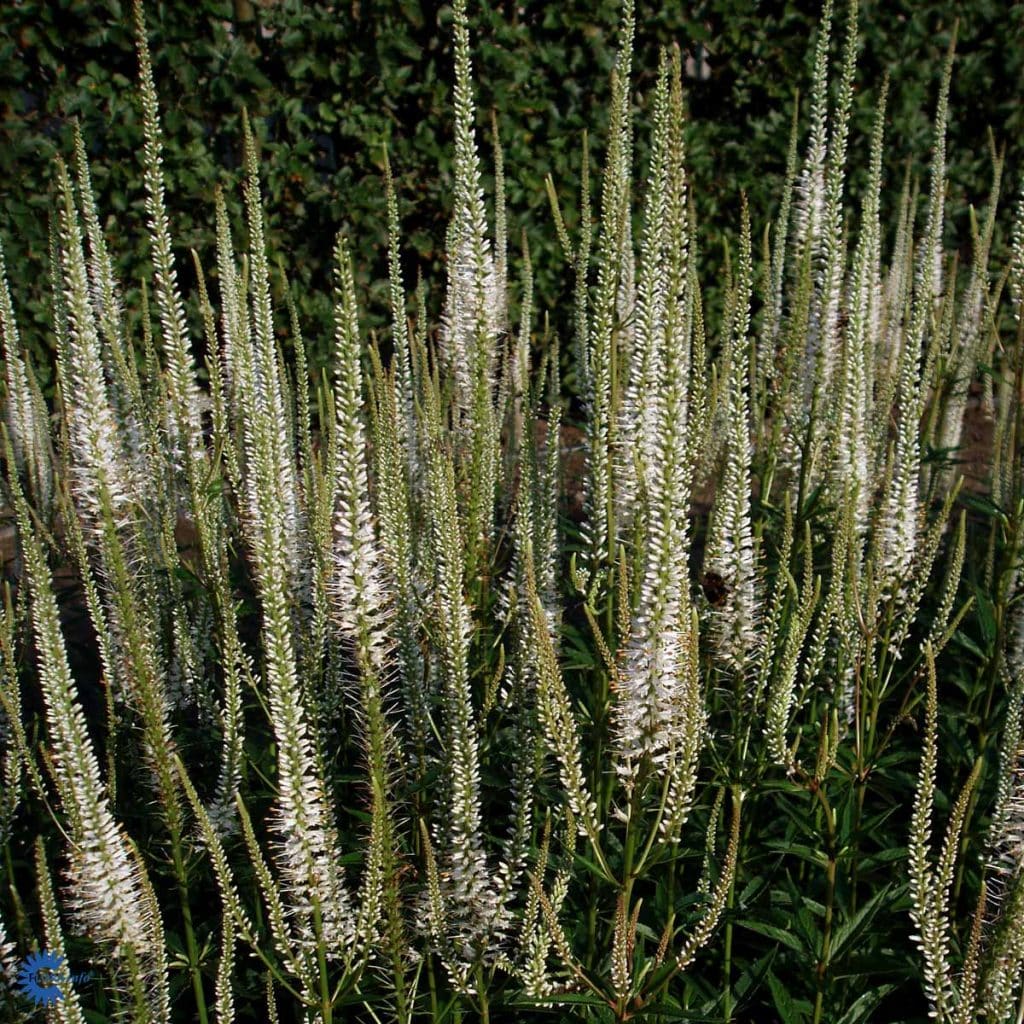 Veronicastrum virginica 'Alba' - Johansens Planteskole ApS