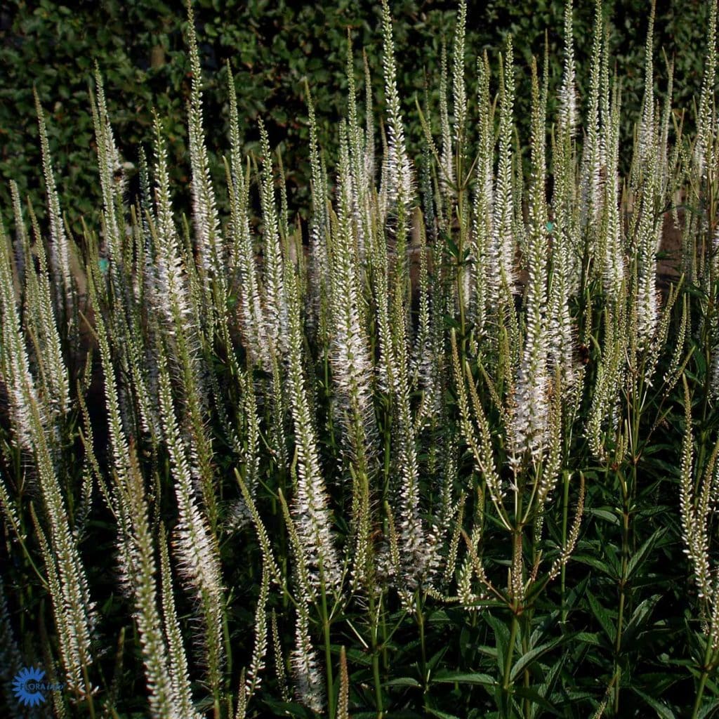 Veronicastrum virginica 'Alba' - Johansens Planteskole ApS